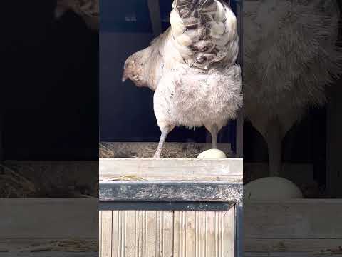 Queen Elizabeth the chicken laying her egg! - YouTube