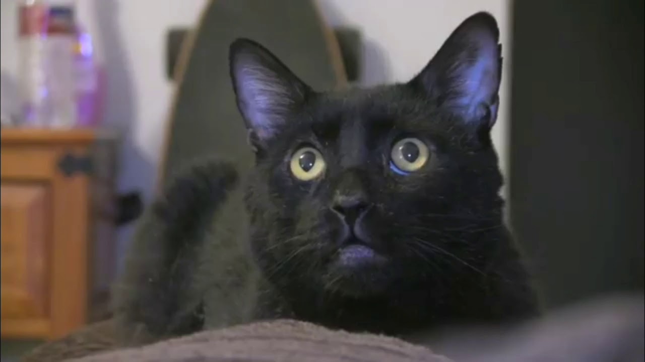 Talking kitty cats diary compilation - YouTube