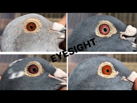 Belgian Racing Pigeons : Eyesight - YouTube