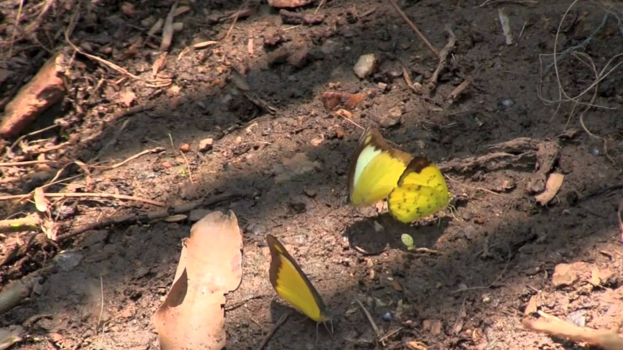 ヒメクロヘリシロチョウ/Cepora perimale wetteri 05_1502HHL - YouTube