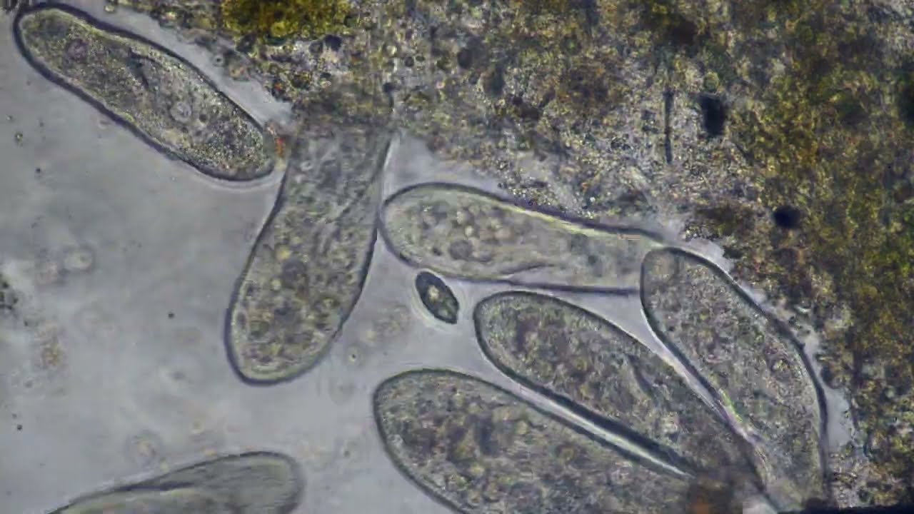 Paramecia convention - YouTube