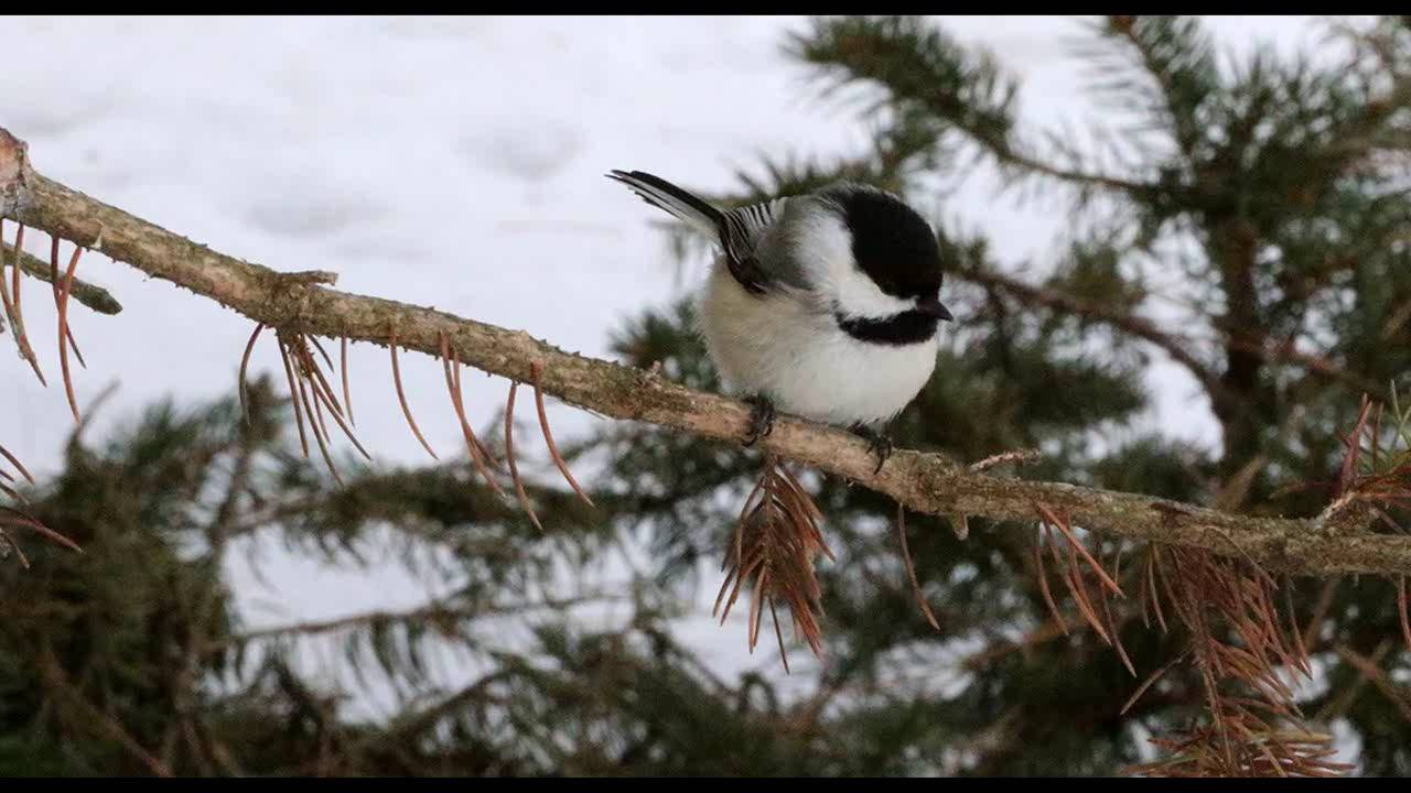 3 Hours of Bird Sounds - Field Recording [No loops - HD] - YouTube
