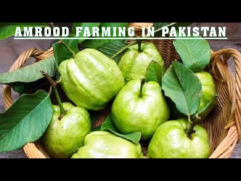 Amrood Farming In Pakistan || Guava Plants Care || Plants Love || M ...