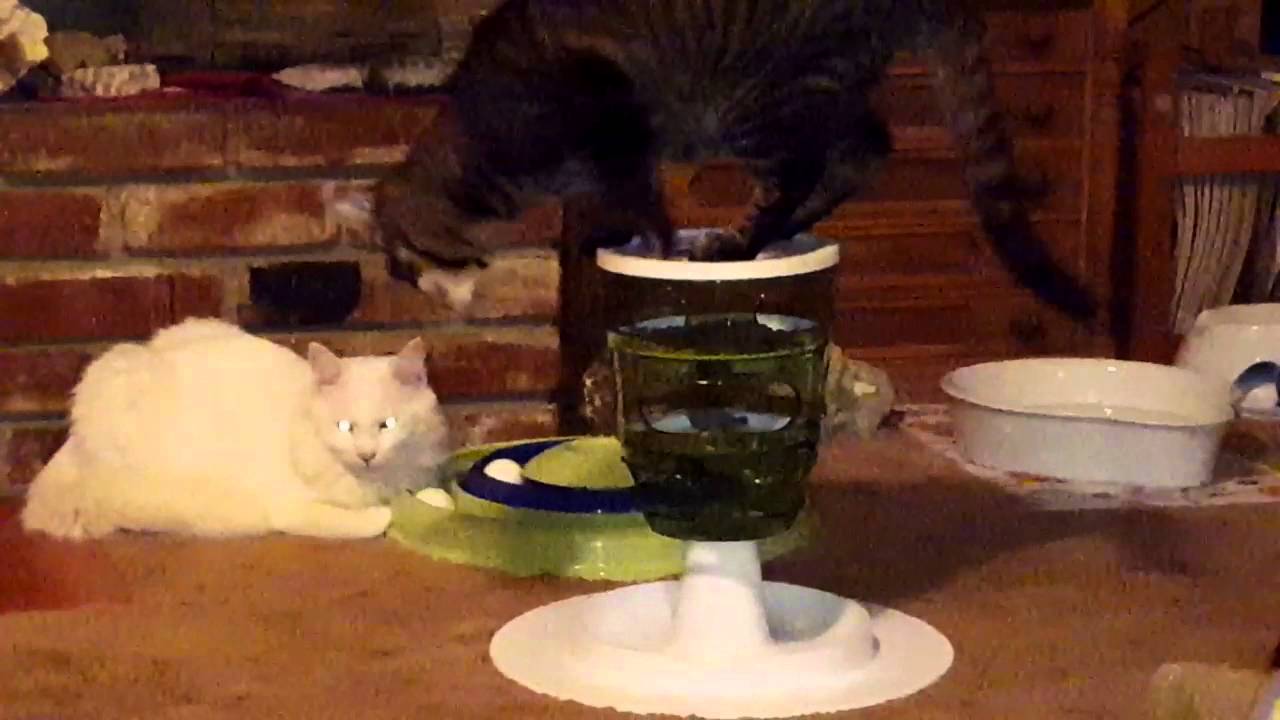 Cat enjoying the Catit Senses 2.0 Food Tree - YouTube