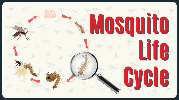 Mosquito Life Cycle The Life Cycle Of A Mosquito | Mosquito