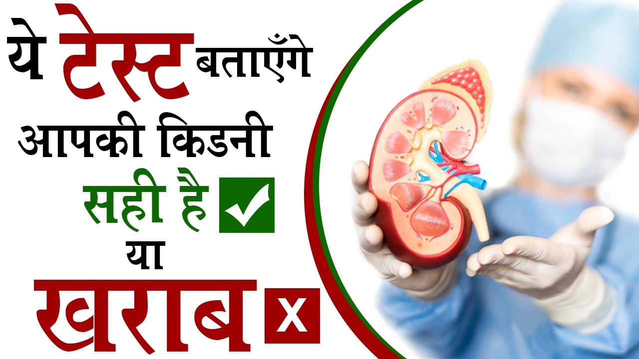 Kidney Function Test In Hindi Kidney kidney-function-test-in-hindi-kidney