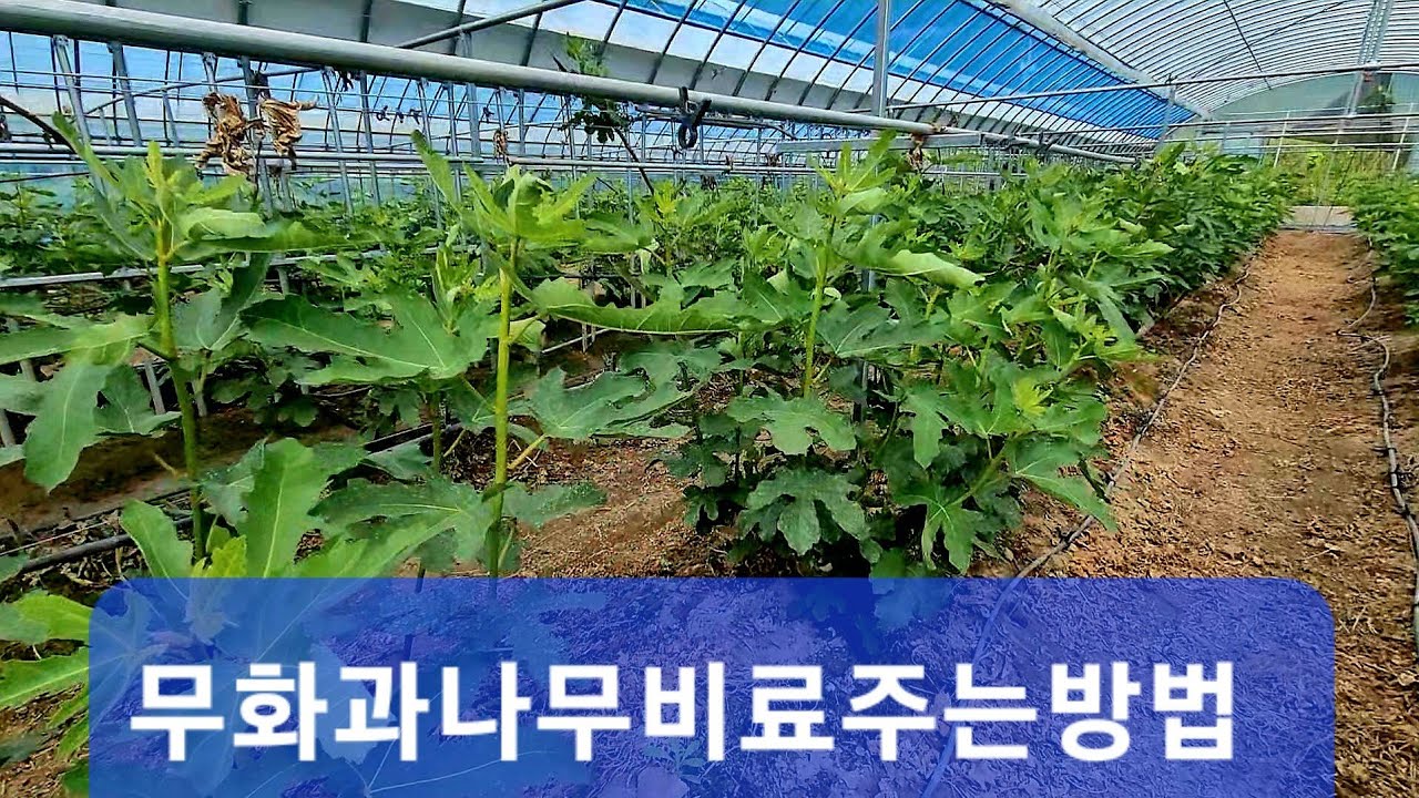 무화과나무비료주는방법 무화과비료주기 무화과추비 무화과밑거름 무화과웃거름 무화과화분비료주기 Youtube