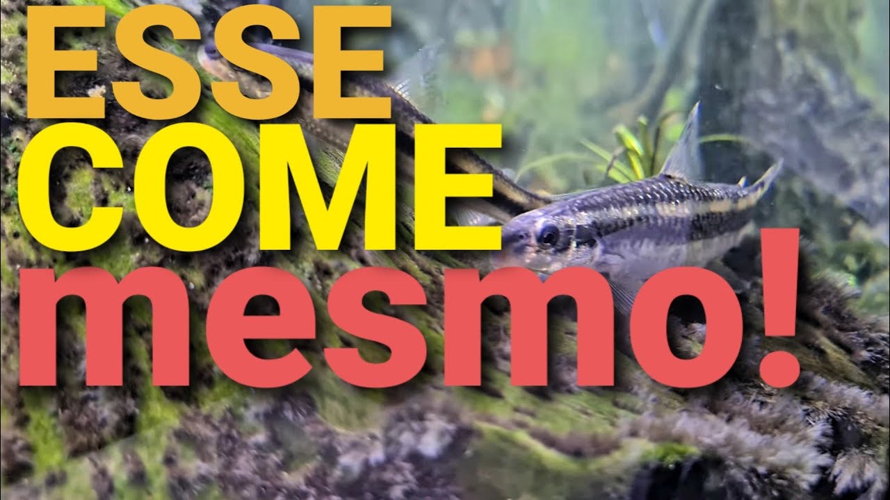PEIXE COMEDOR ALGA PETECA no aquário! - YouTube