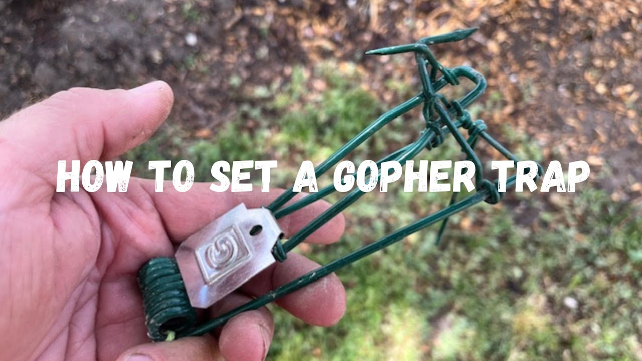 How to set a gopher trap; Vlog #313 - YouTube