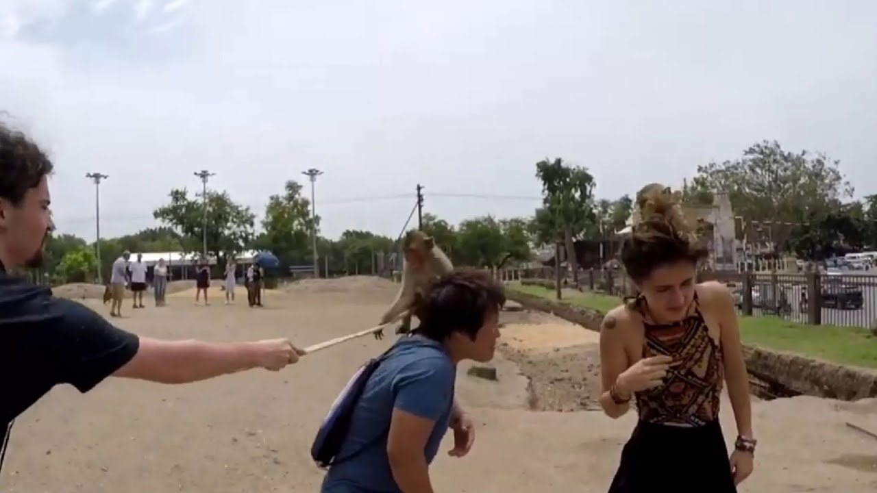 Monkeys Jumping on People | Monkey Temple Lopburi Thailand - YouTube