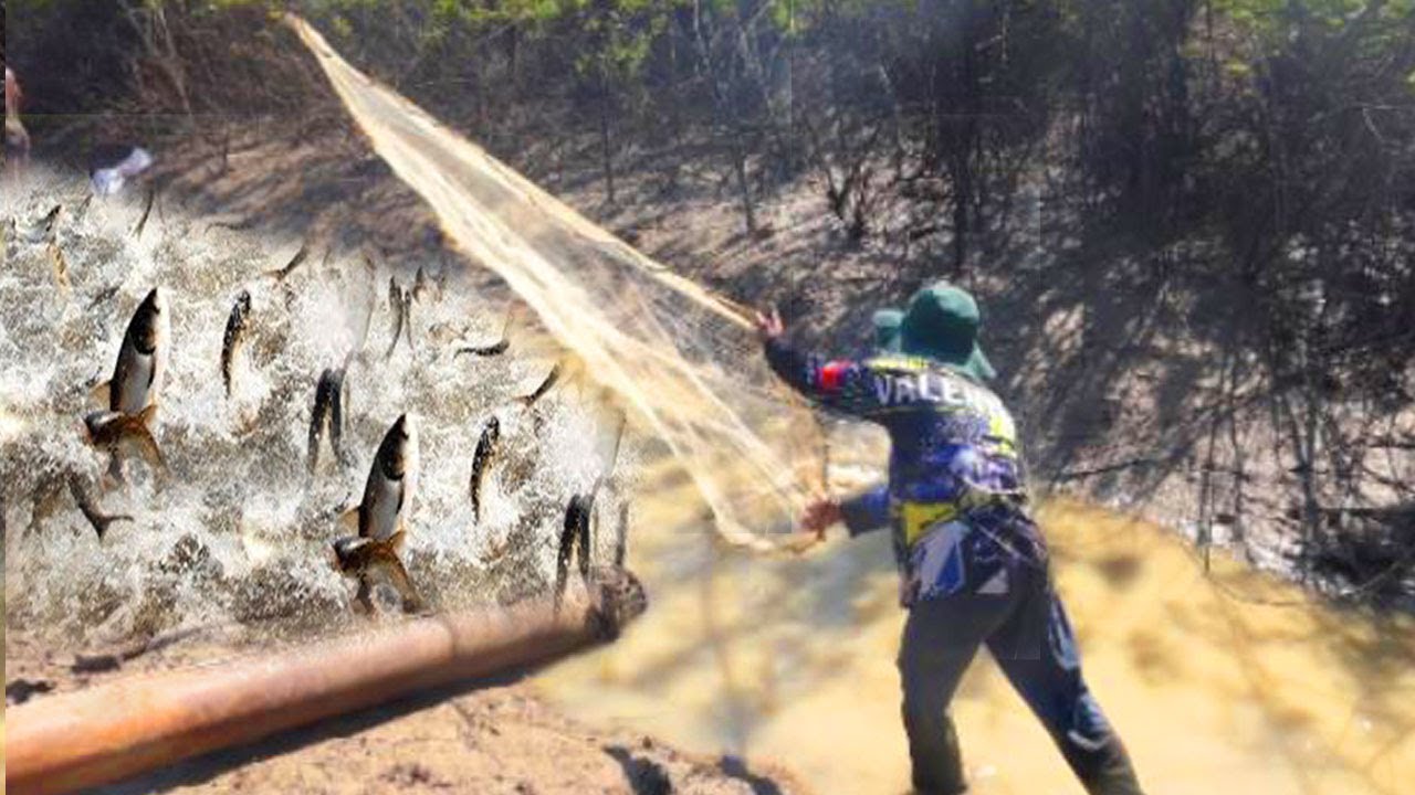 Unbelievable Cast Net Fishing Catch Lot Of Fish, Amazing Cast Net Fishing In River - YouTube