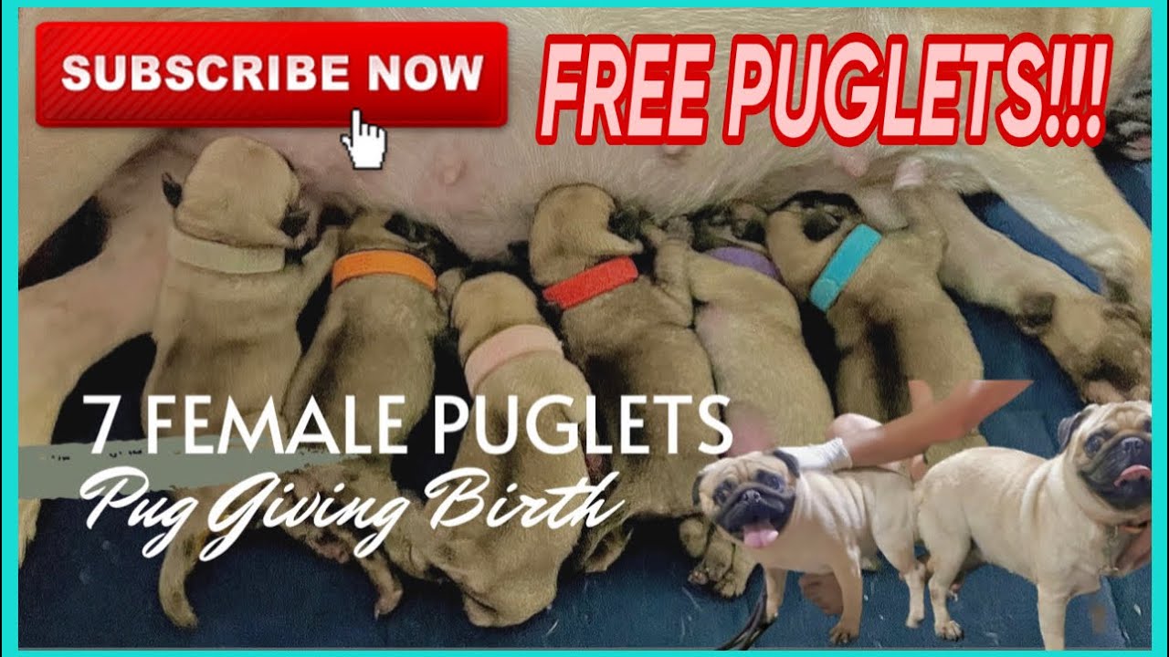7 FEMALE PUPPIES! Pug Giving Birth - YouTube