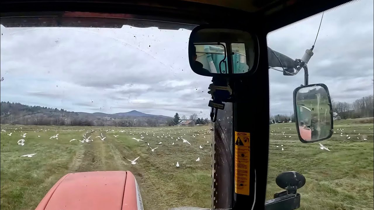 Seagull Invasion while Spreading manure! - YouTube