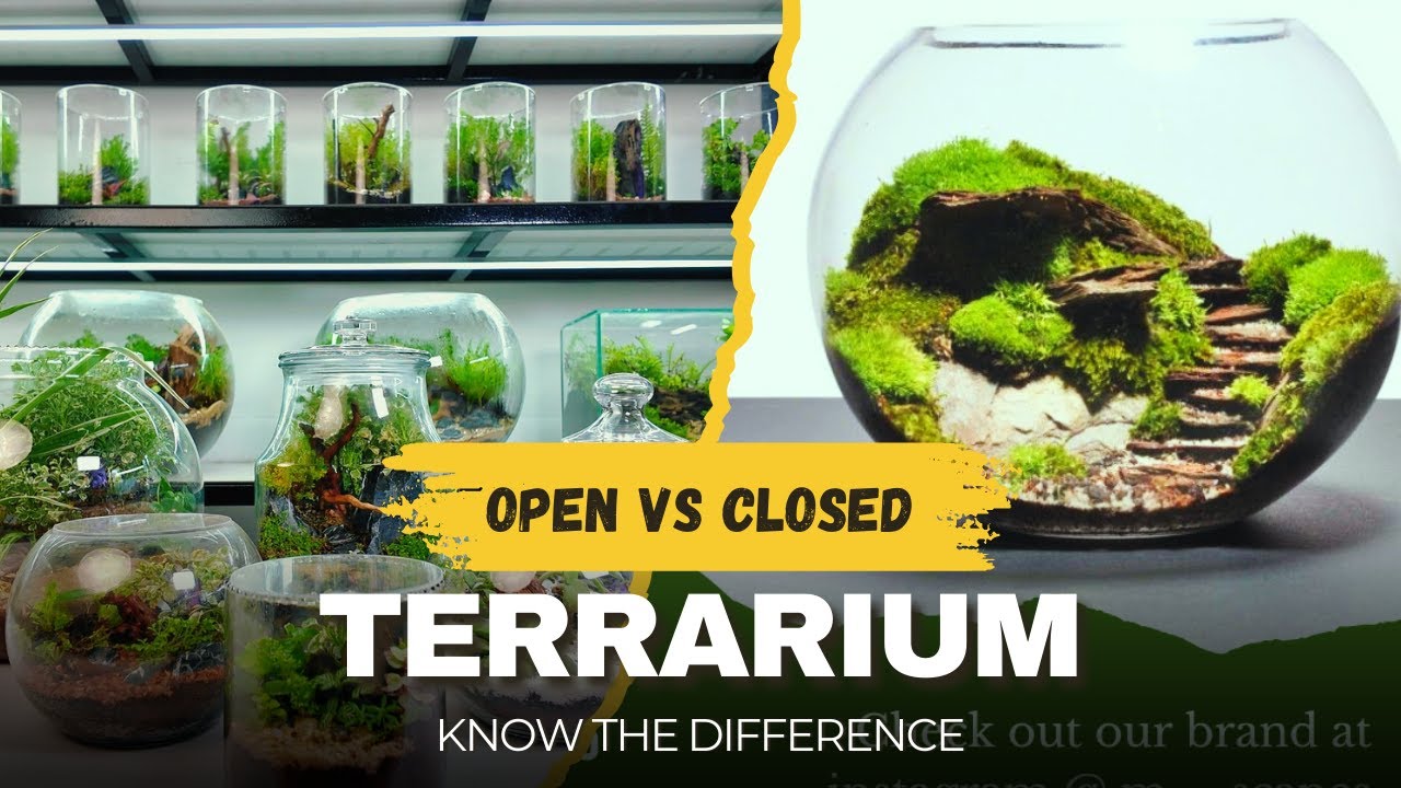 Open And Closed Terrarium Difference | Science Inside A Terrarium ...
