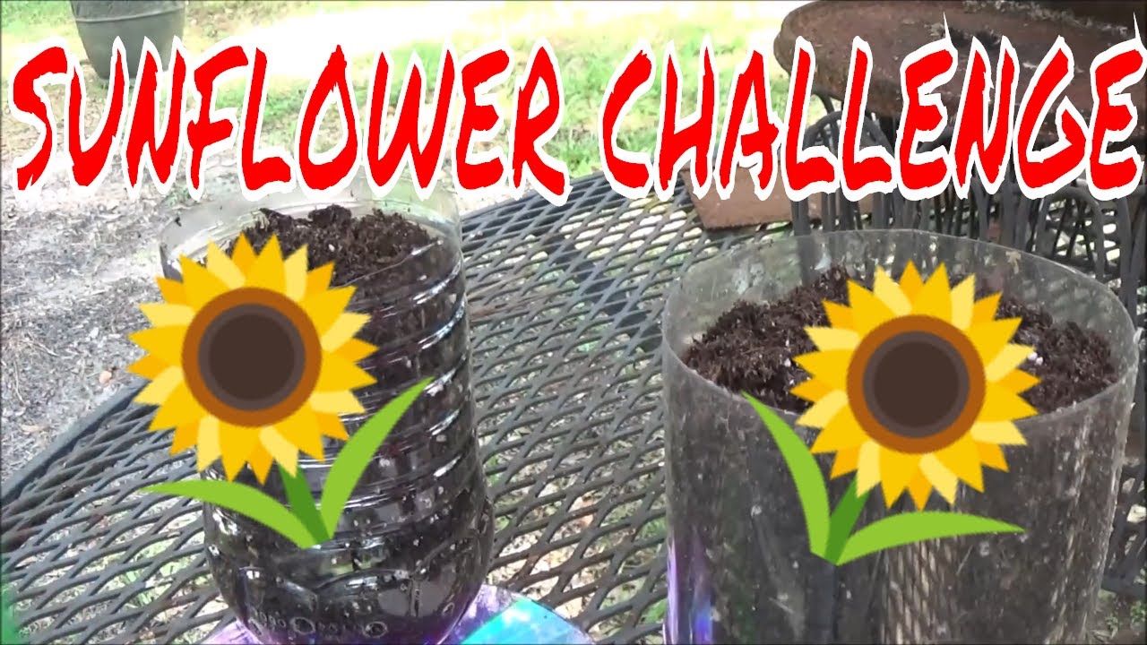 Sunflower Challenge - YouTube