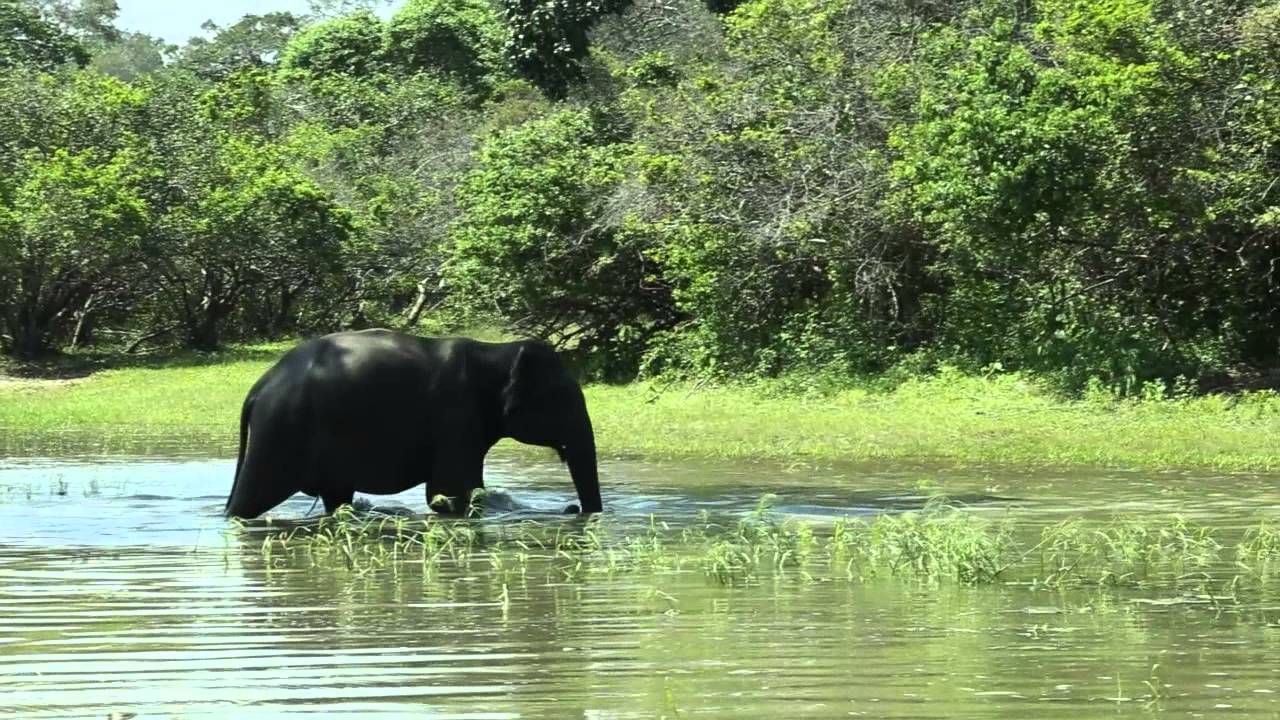 Baby Elephant is scared, Mom to the Rescue, Sri Lanka - YouTube