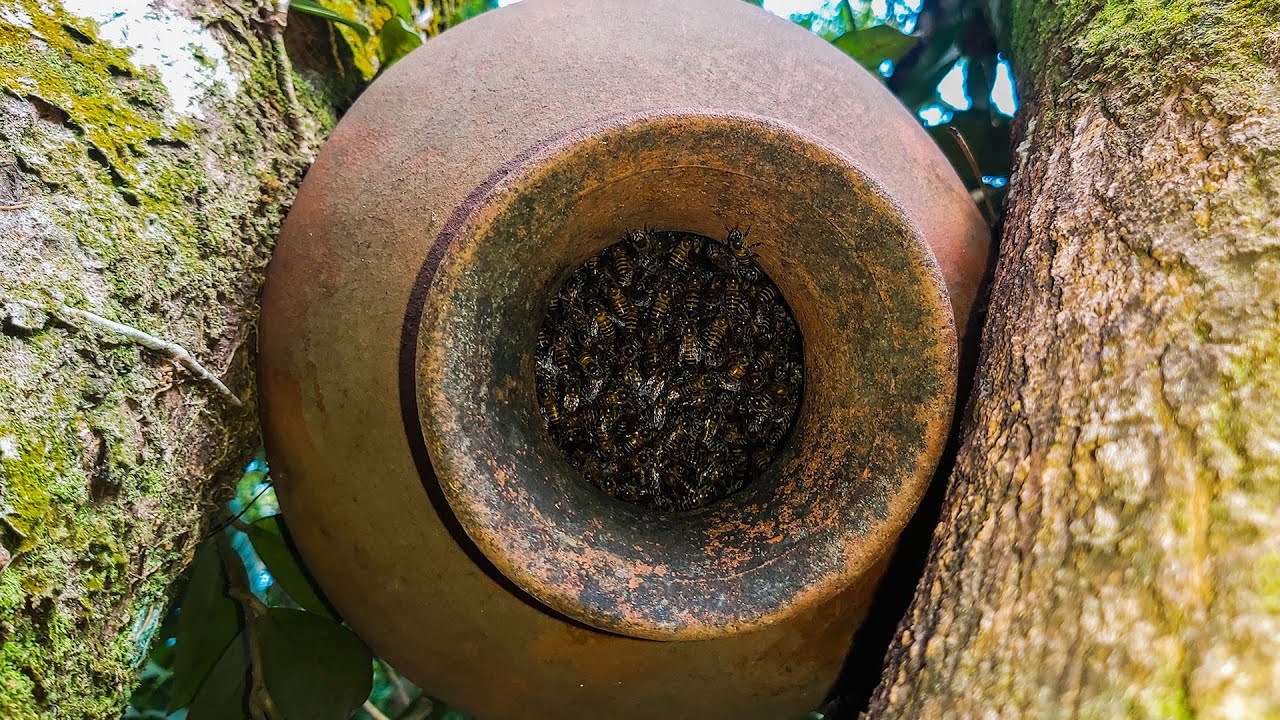 Beehive Inside Small Pot - YouTube