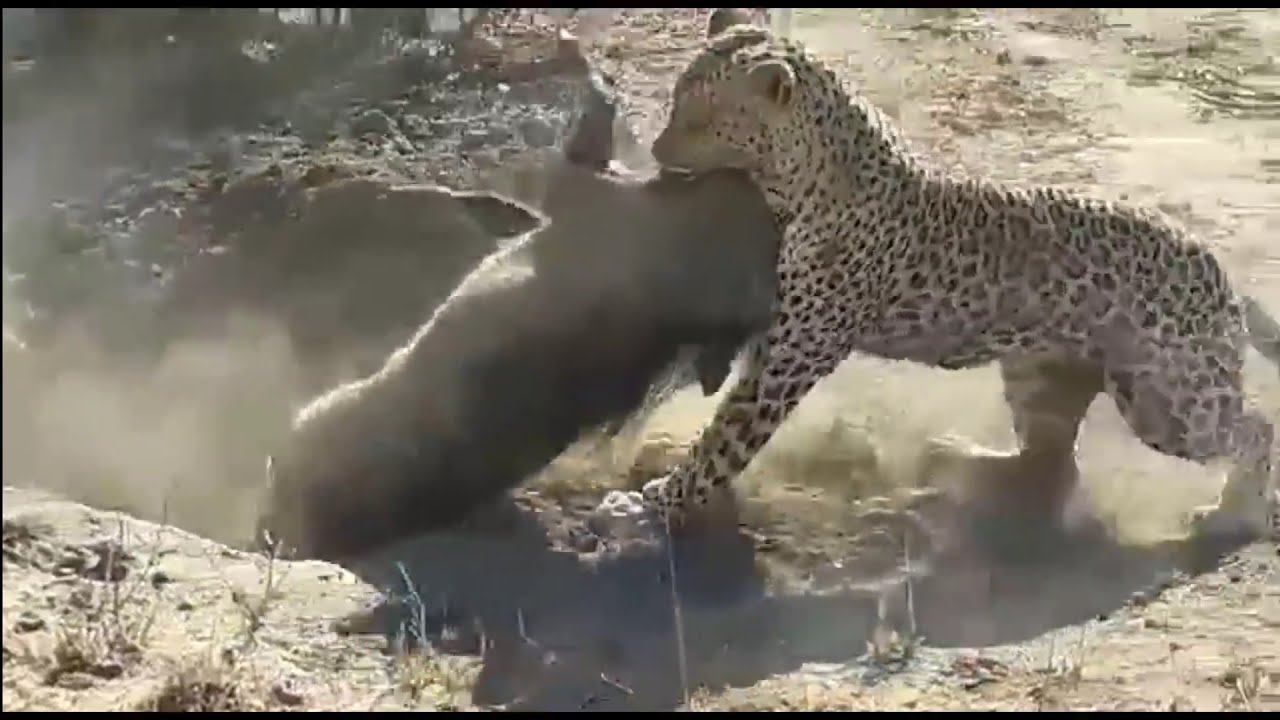 Lion, Leopard, Wild-Dogs vs Warthog - Waiting infront of hole - YouTube