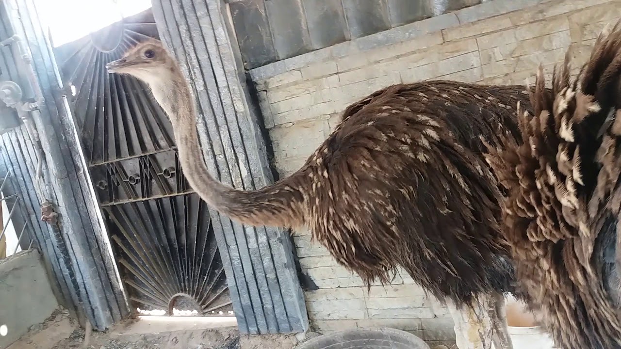 Welcome to jungle shuturmurg Hiran Samundri Ghoda - YouTube