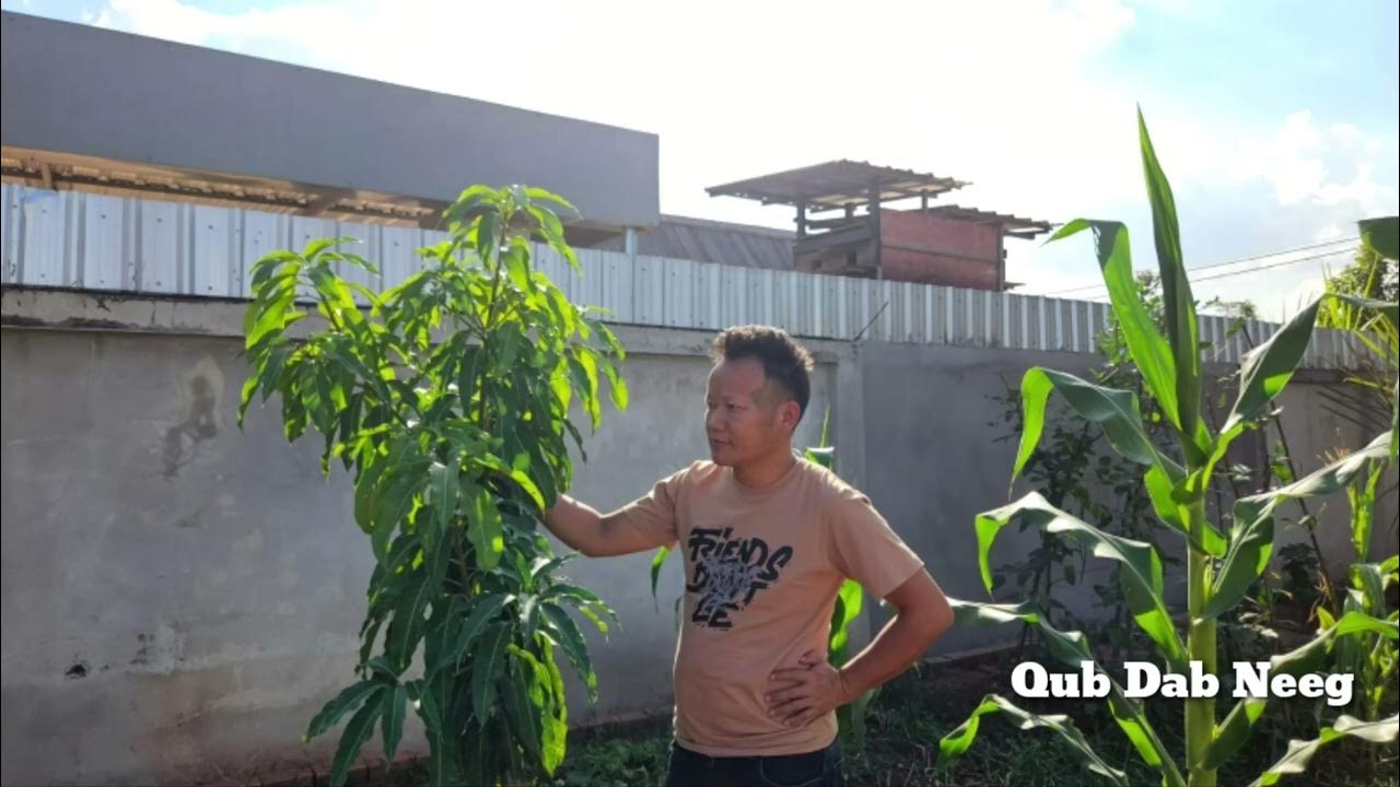 Niag Tuag Poob Pem Hauv Plag Siab Tsis Ncaj Tau Kev Npam (qub dab neeg) 12/21/2023 - YouTube