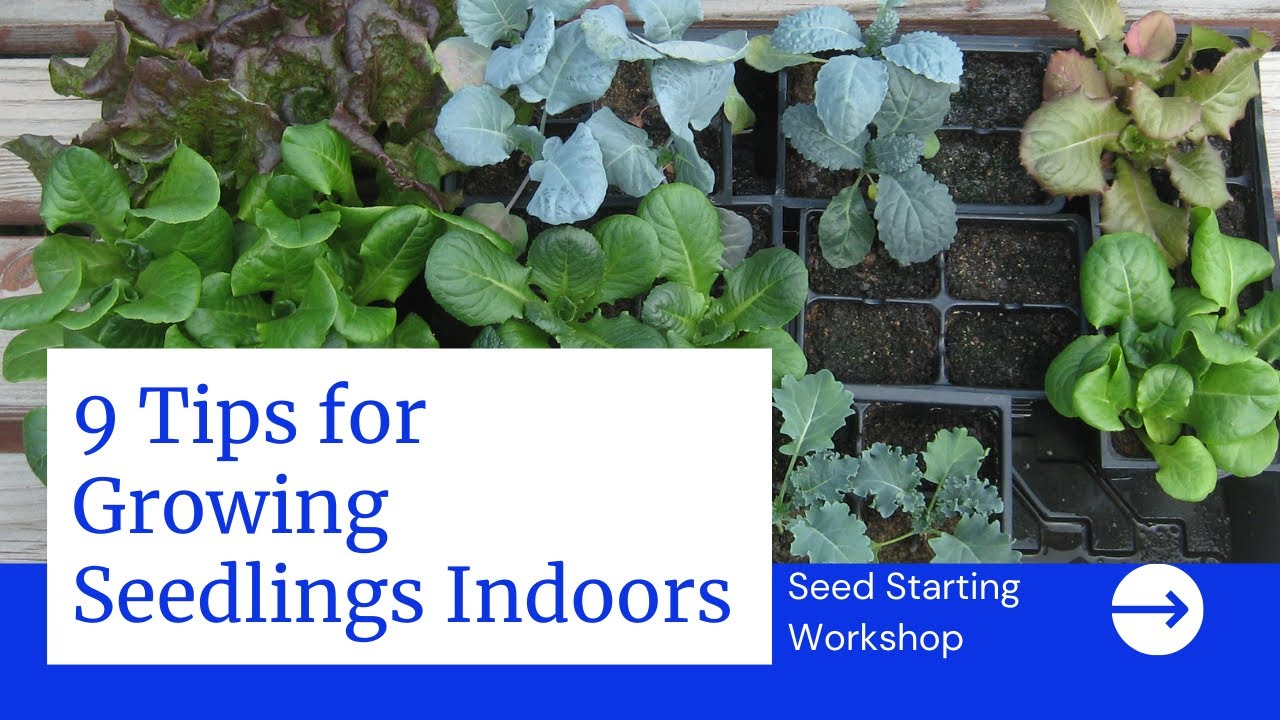 9 Tips for Growing Seedlings Indoors [A Seed Starting Workshop] - YouTube