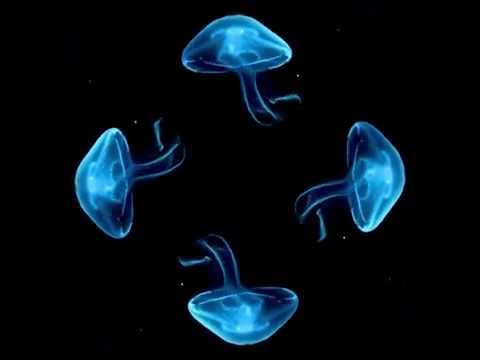 Jellyfish  hologram video