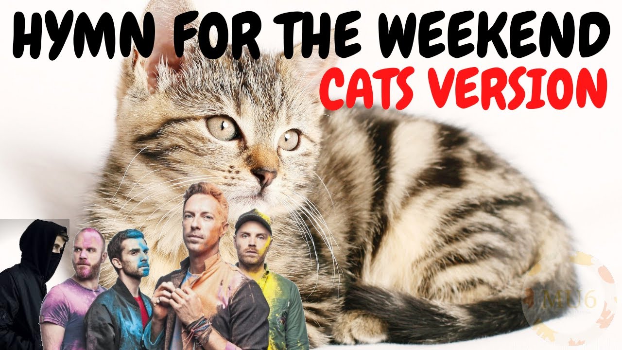 Cats Sing Hymn for the Weekend by Alan Walker & Coldplay | Cats Singing ...