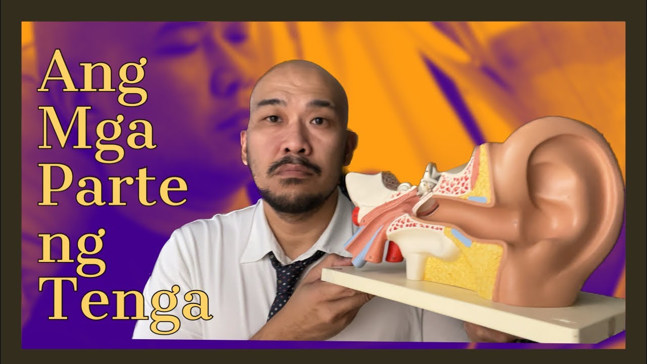 Iba’t Ibang Parte ng Tenga, at ang mga function nito. - YouTube