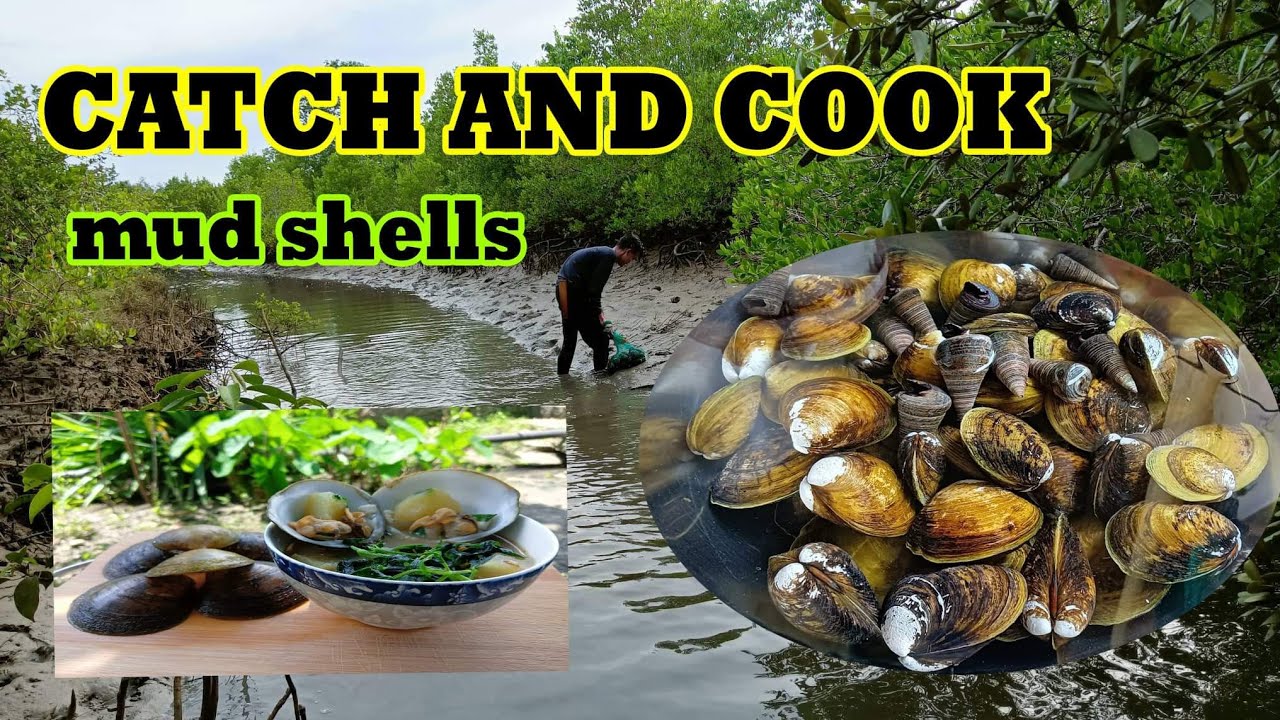 CATCH AND COOK MUD SHELLS | LIFE IN PROVINCE | EPISODE 11 - YouTube