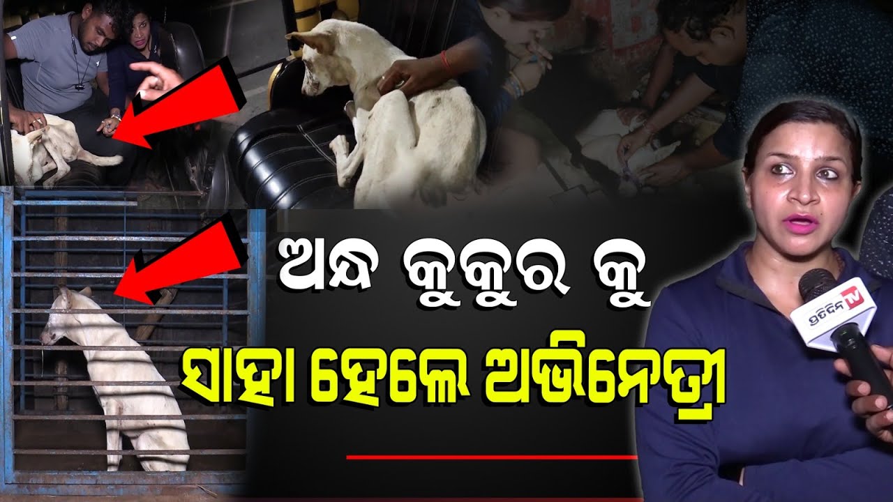 ଅନ୍ଧ କୁକୁର କୁ ସାହା ହେଲେ ଅଭିନେତ୍ରୀ, କହିଲେ ମଞ୍ଜ କଥାଟିଏ। Actress Sweta ...