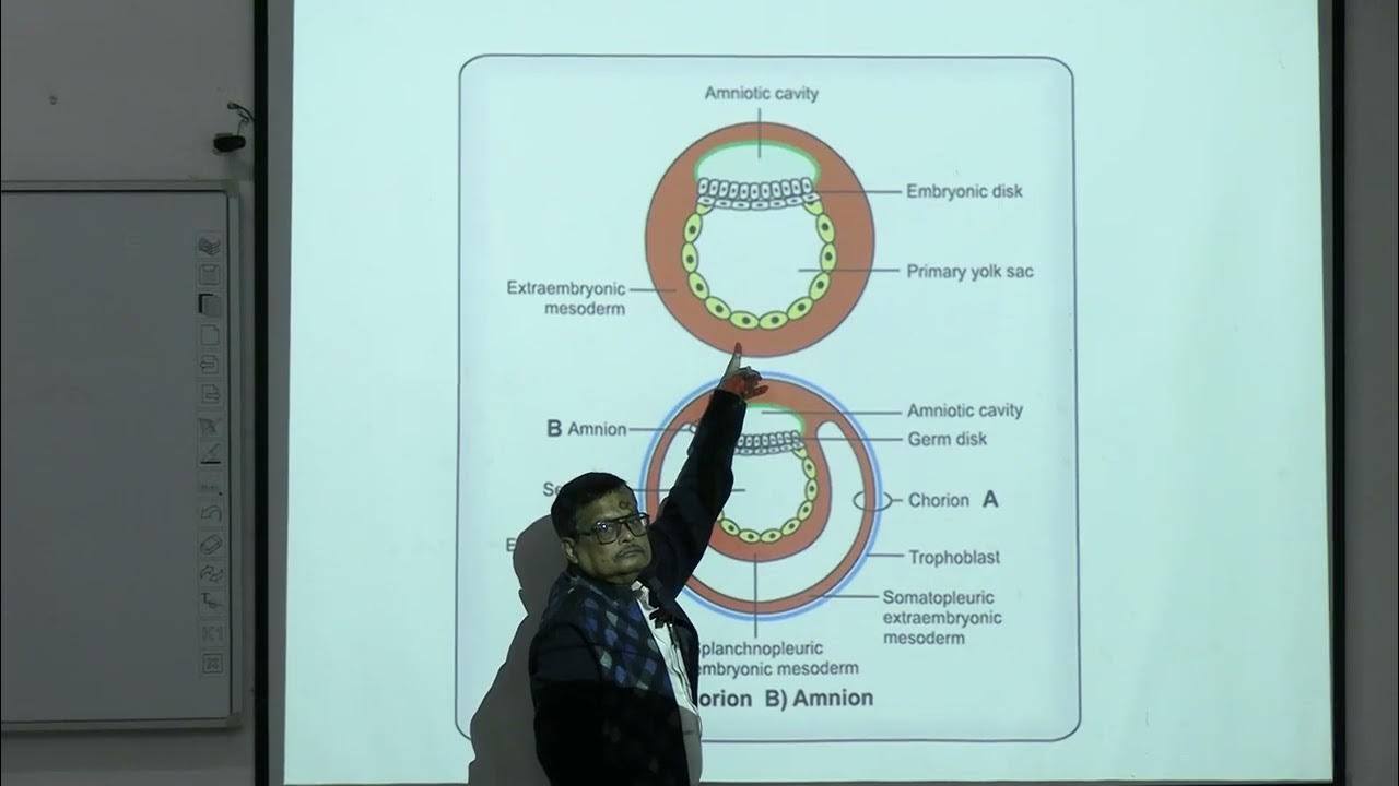 Lecture On Embryonic Development: From Blastocyst Implantation to Gastrulation | MBBS - YouTube