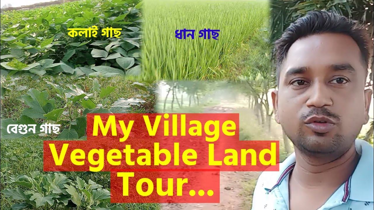 My village vegetable land tour at morning/village life/village ...