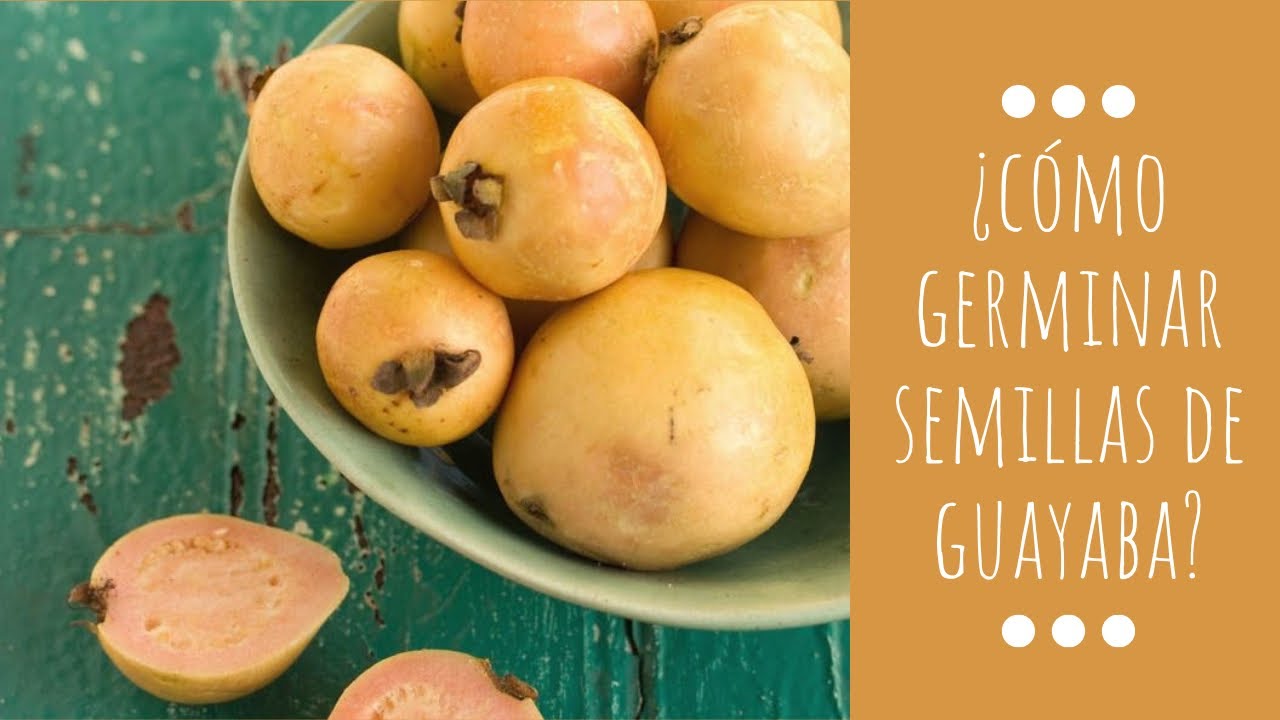 ¿Cómo germinar semillas de guayaba? - YouTube