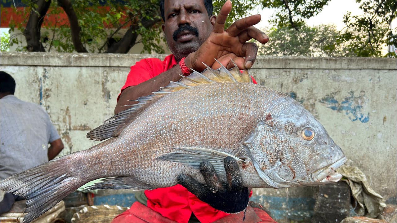 KORALI FISH 🐟 KASIMEDU VADIVELU AMAZING CUTTING SKILLS VIDEO # ...