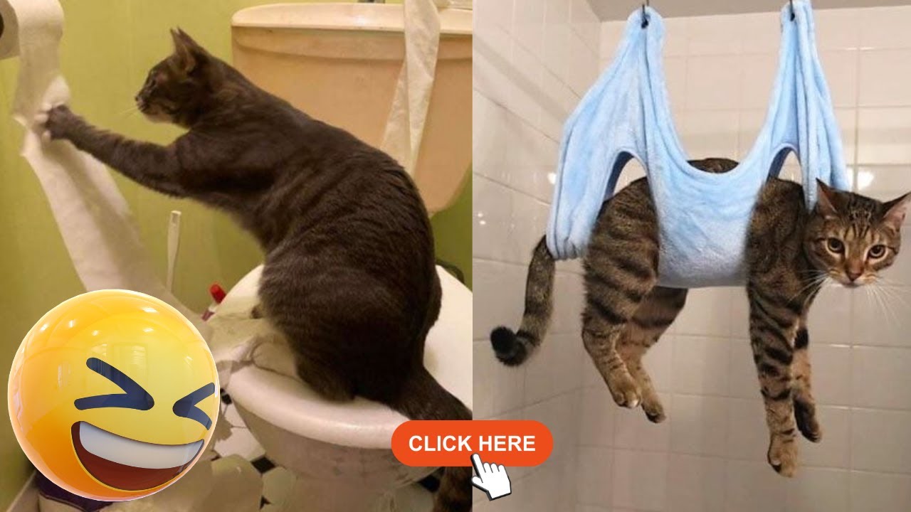 Funny Cat Fails | Funny Cat Compilation #12 - YouTube