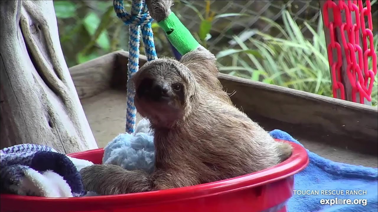 Baby sloth Marina gets comfy in her bucket - 04/08/24 - SlothTV via ...