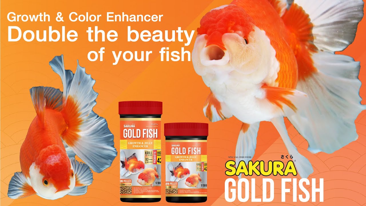 Sakura Special Goldfish: Growth & Color EnhancerDouble the beauty of ...