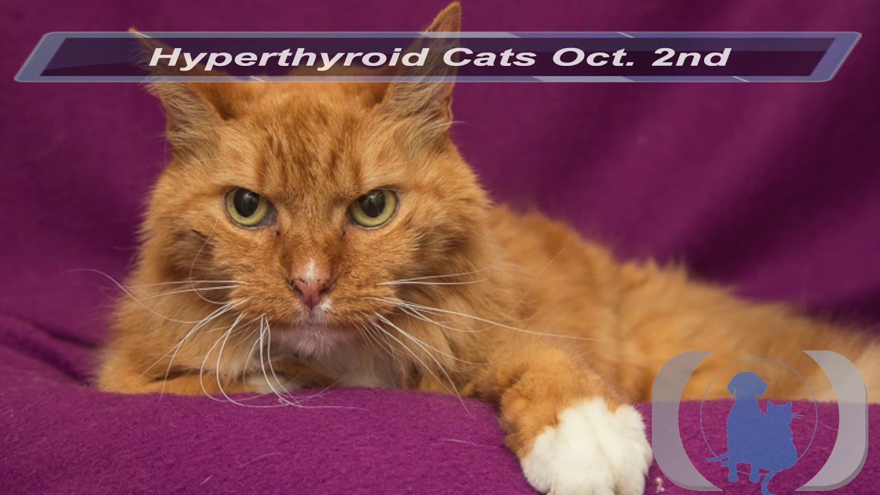 Hyperthyroid Cats Oct.2nd - YouTube
