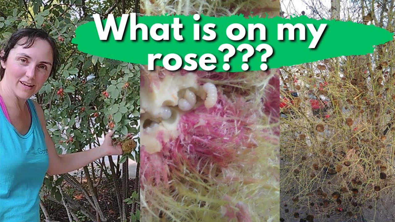 What is on my Rose??? Mossy Rose Gall - YouTube