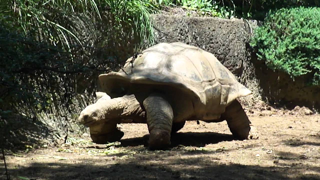 The slow Turtle. :3 - YouTube