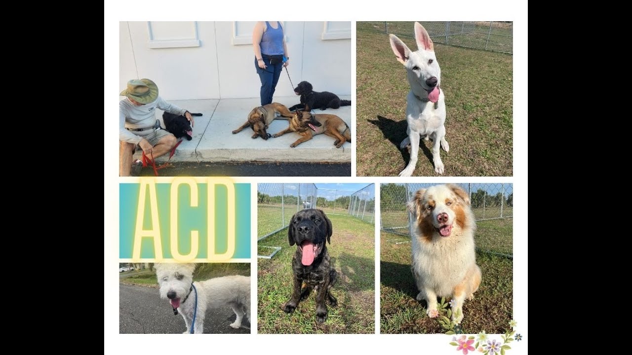 Dog Vlog ACD (training day) - YouTube