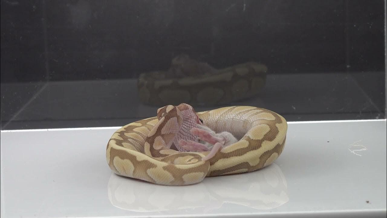 Python Eats Rat - Warning Live Feeding - YouTube