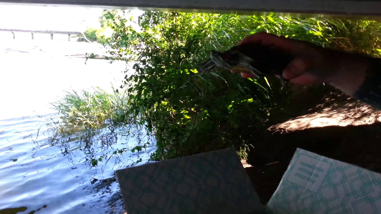 Jimmy Turtle Release - YouTube