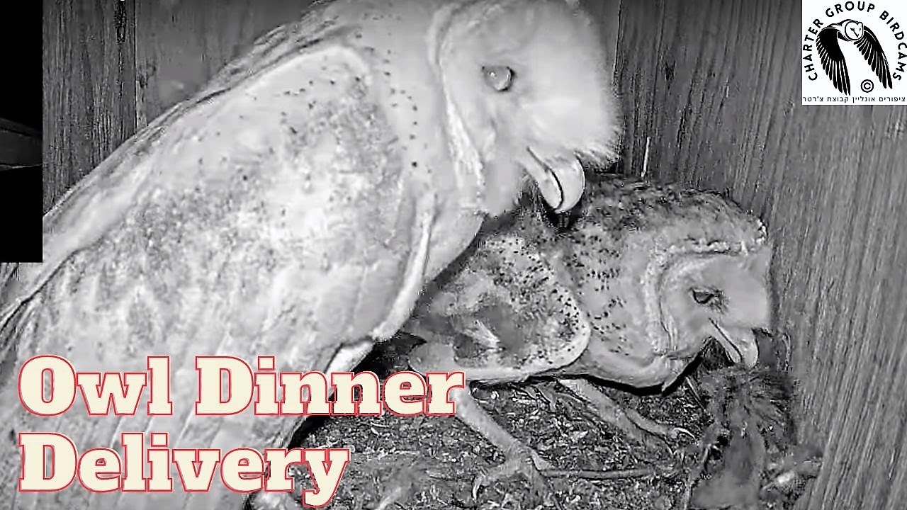 The Male Barn Owl Brings A Rat To His Family For A Meal. - YouTube