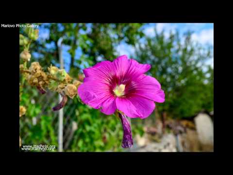 Ajde Slusaj Kales Bre Angjo - Esma Redzepova i Nikola Badev ‎– 1966