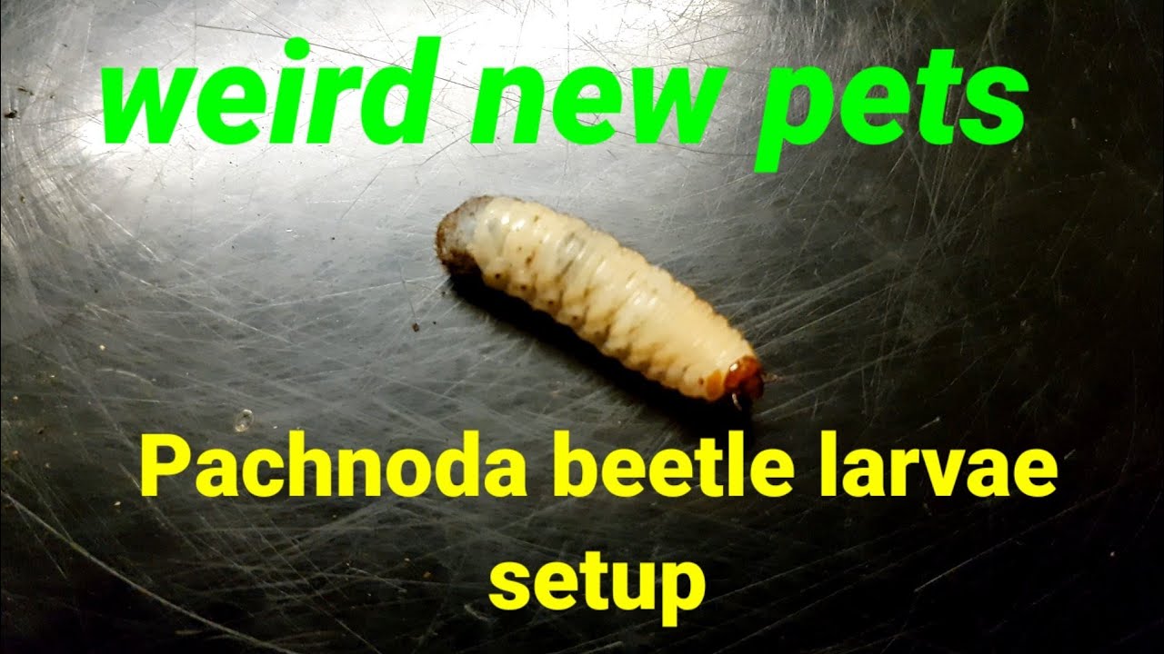 #fruitbeetles #weirdpets #beetles GIANT fruit beetle grub. how to set ...