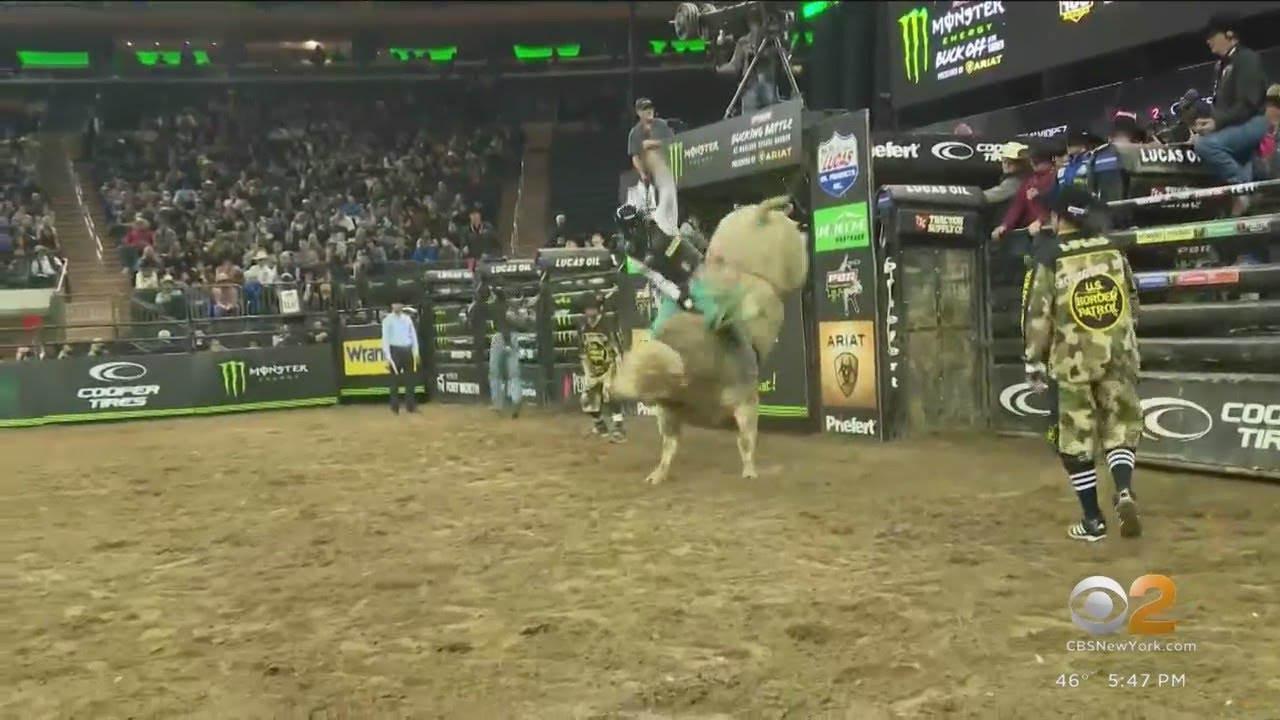 Professional bull riding growing as a spectator sport across U.S. - YouTube