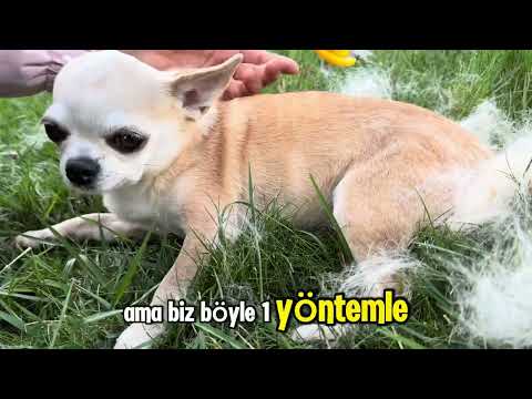Köpek ve Kedi Tüyleri Nasıl Temizlenir Bahar Temizliği Nasıl Yapılır #Köpek #Kedi #nasıl #temizlenir