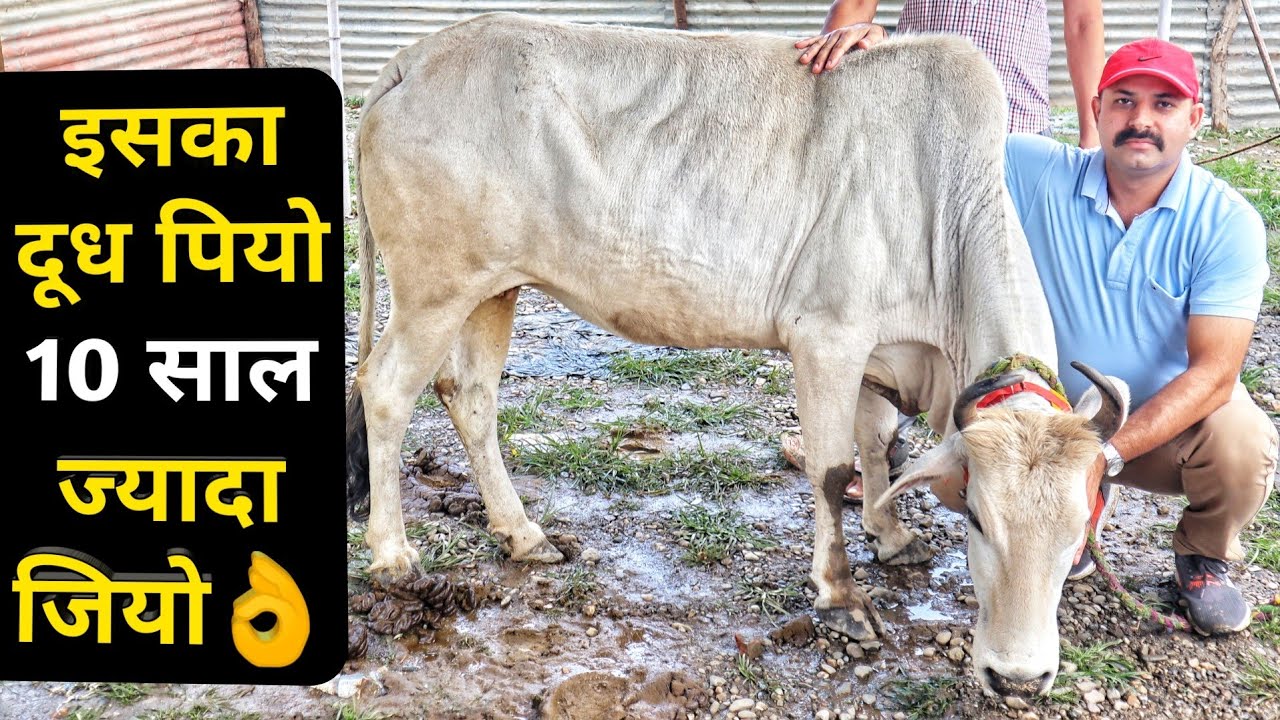 देवभूमि की बद्री गाय जिसका 1लीटर दूध 10 के बराबर| Badri Cow Medicinal ...