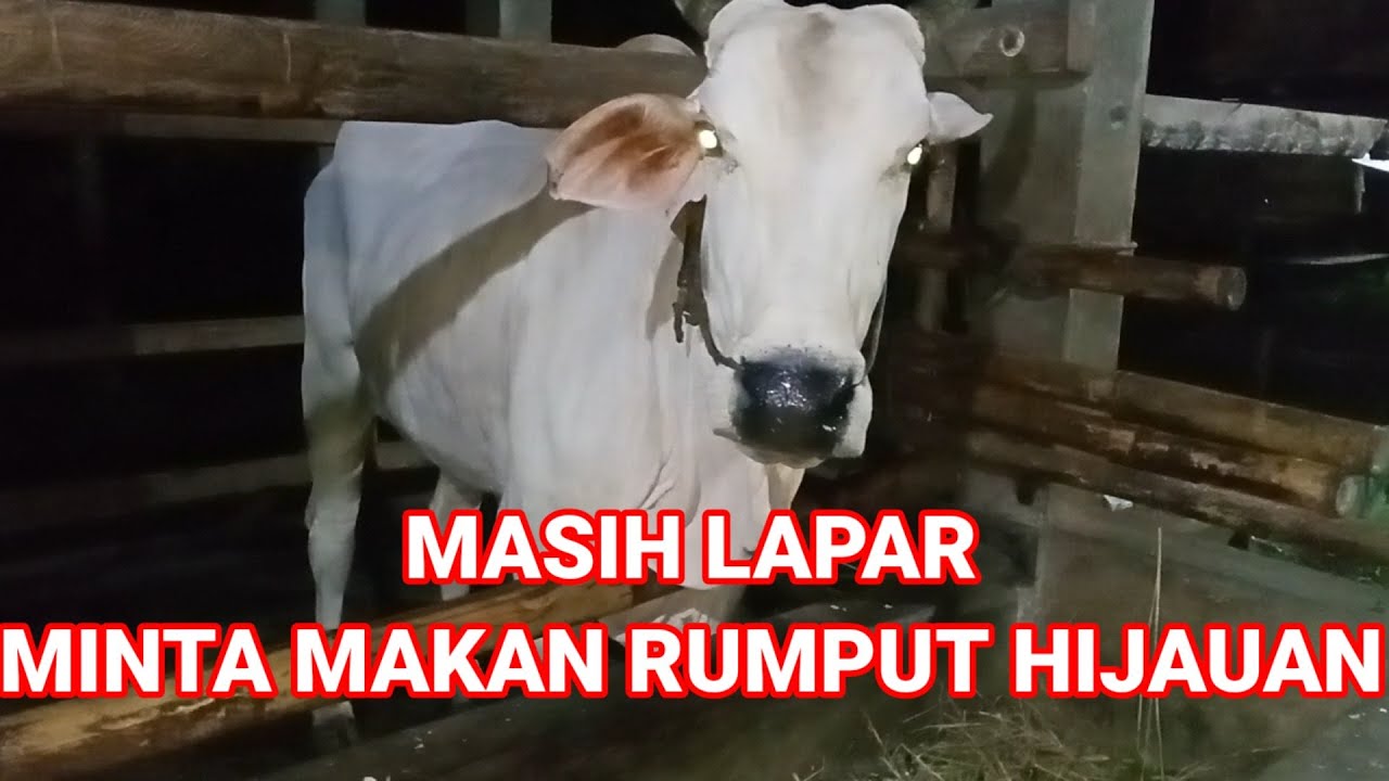 Memberi Makan Rumput Hijauan untuk Sapi - YouTube